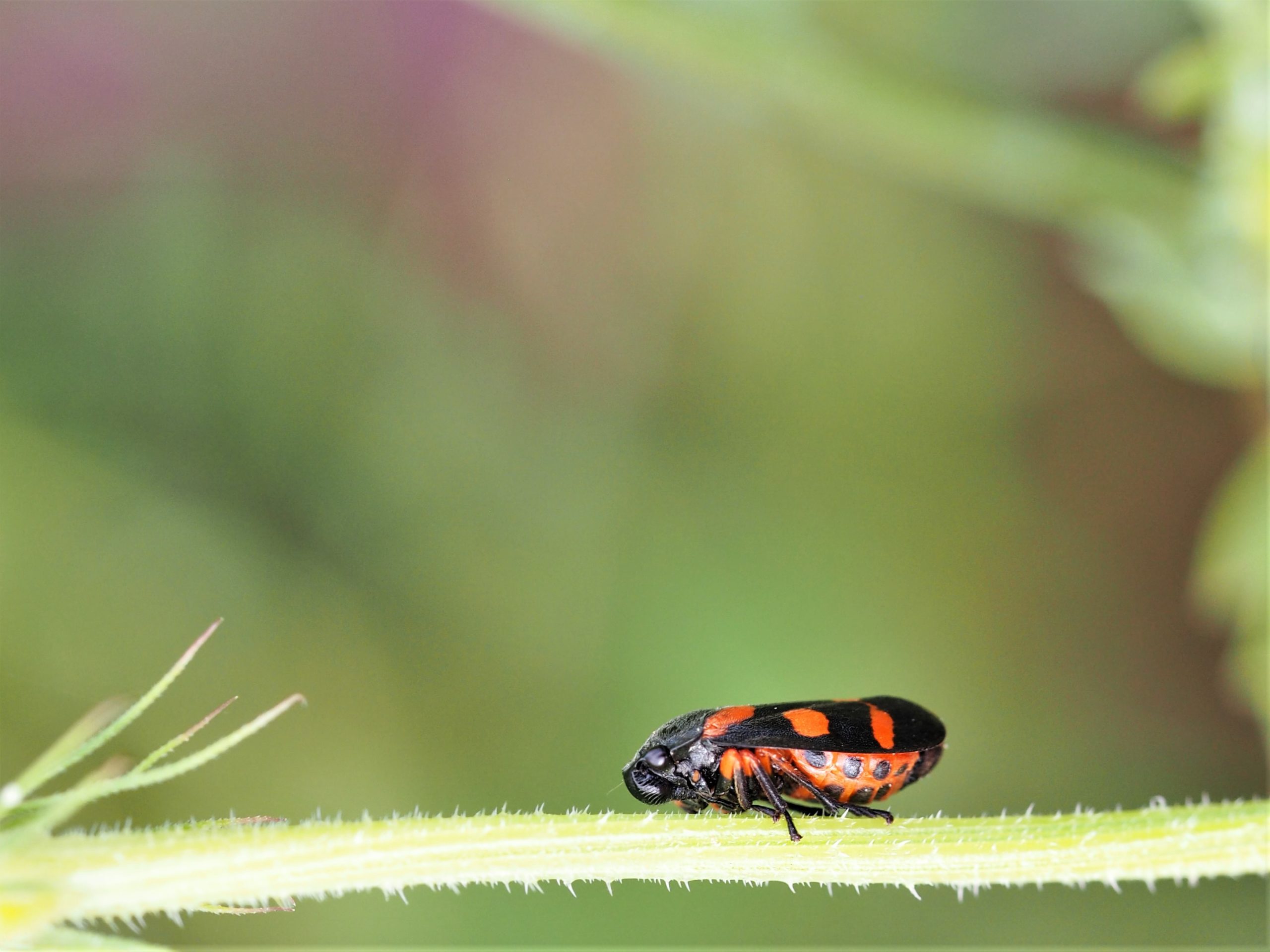 Cheilomenes propinqua - Dr. Simcha Finkelman, Post Harvest Technologies ...
