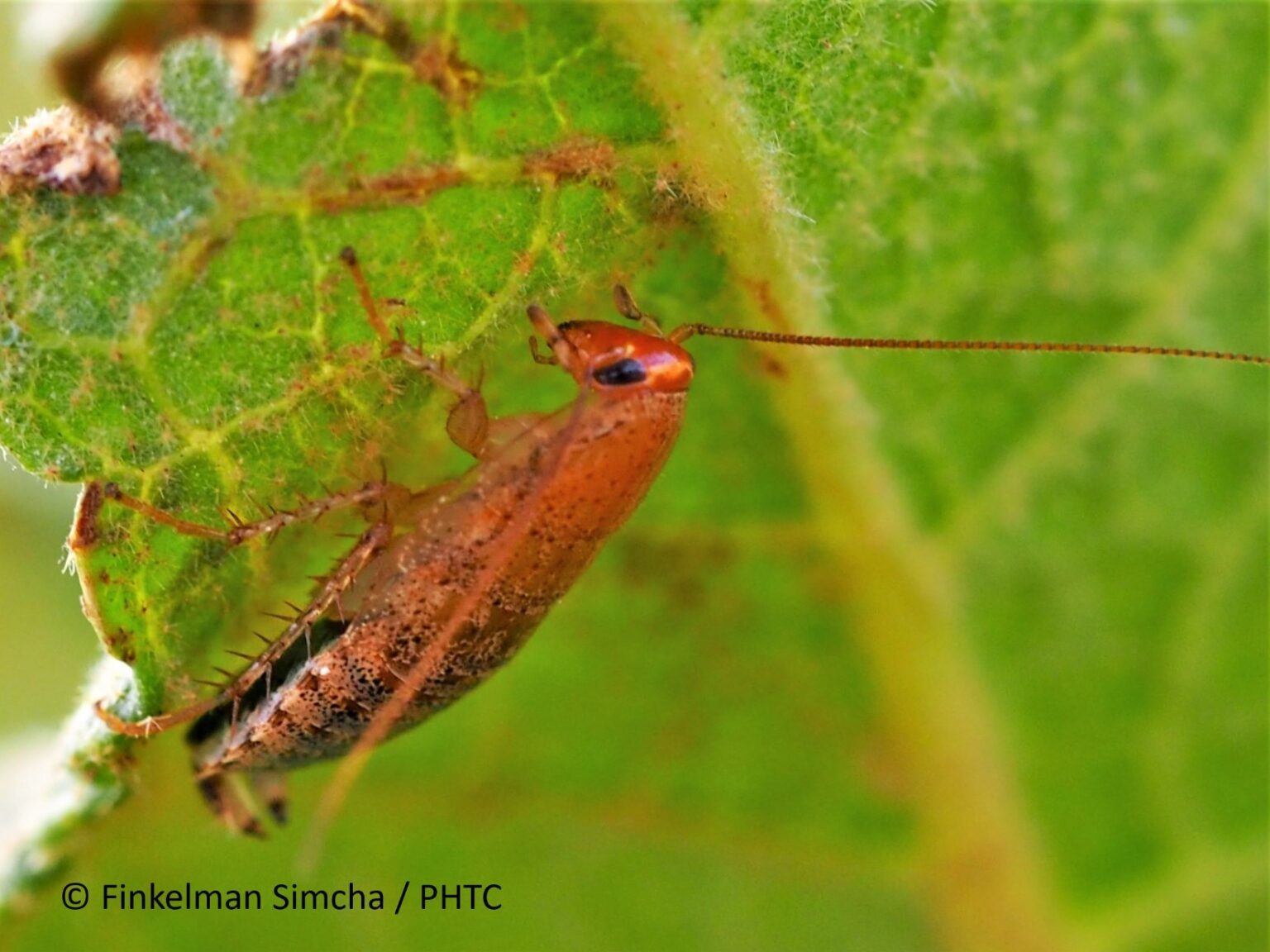 Ectobiidae - Dr. Simcha Finkelman, Post Harvest Technologies Center