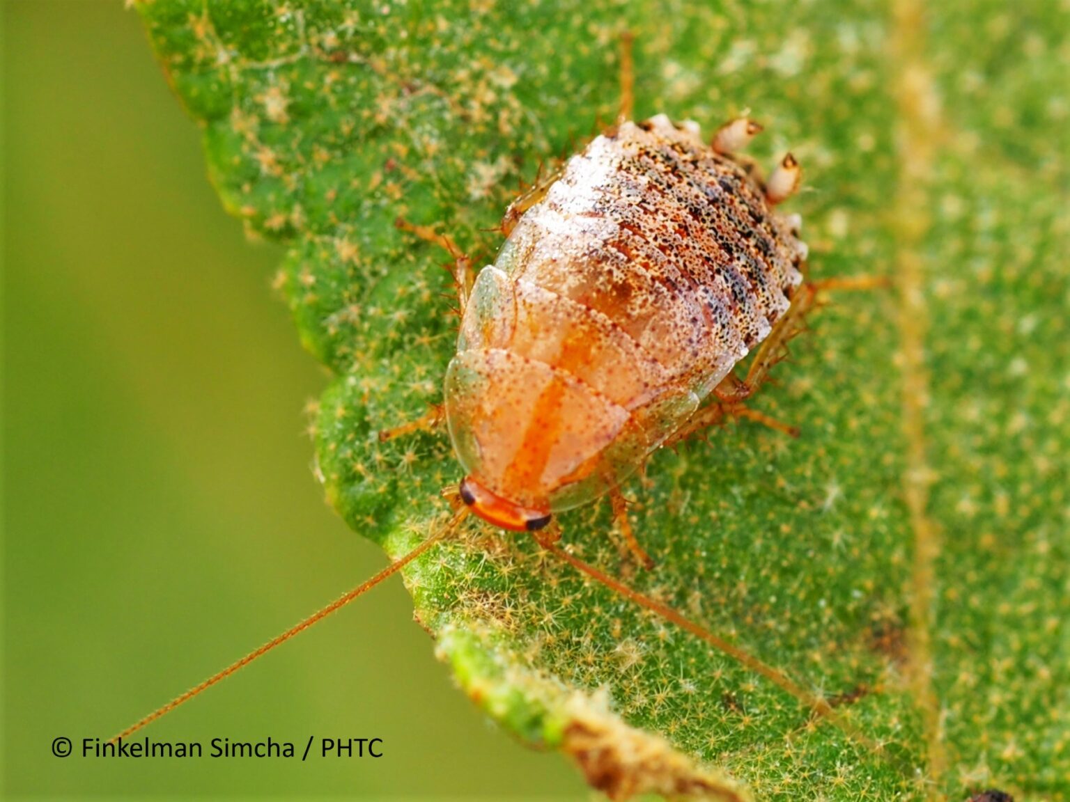 Ectobiidae - Dr. Simcha Finkelman, Post Harvest Technologies Center